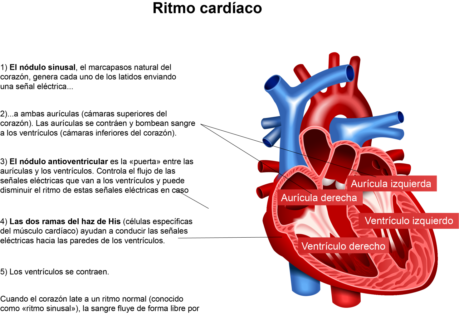 Ritmo cardíaco normal y anatomía | My Rhythm Device